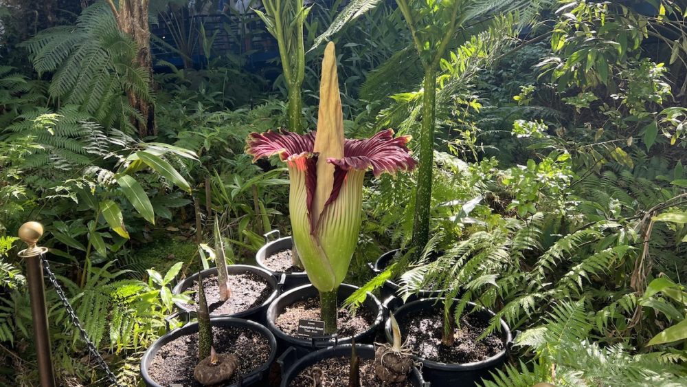 Thousands expected to line up, with Adelaide’s infamous corpse flower ...