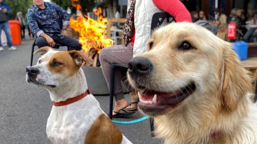 Brighton Winter Solstice returns with fire pits, silent disco and a ...