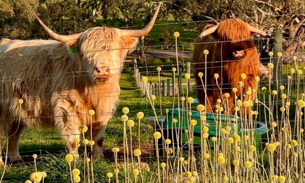 Wildhand Farm Archives - Glam Adelaide