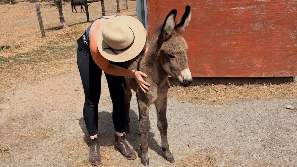 This Hahndorf rescue donkey encounter and afternoon tea, is the ...