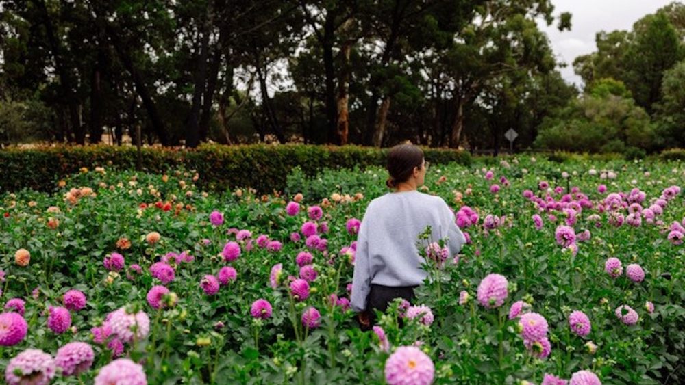 Little Lyndoch Flower Farm blooms into a bold new immersive floral ...