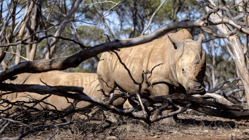 Monarto Safari Park confirms future of rhino conservation as major ...