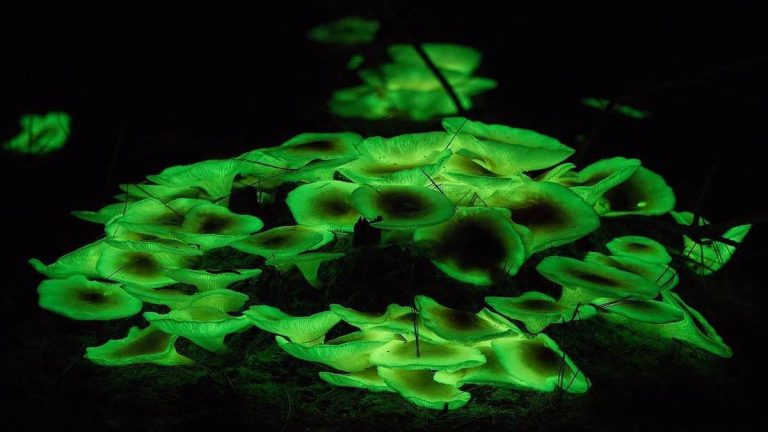 SA's most magical natural phenomenon is back, with glowing Ghost ...