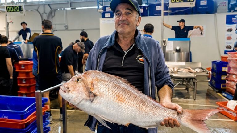 New $11m Adelaide fish market introduces high-tech digital auctions and ...